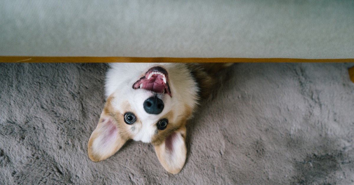 7 Most Dramatic Dog Breeds on Earth, According to Experts - Parade Pets