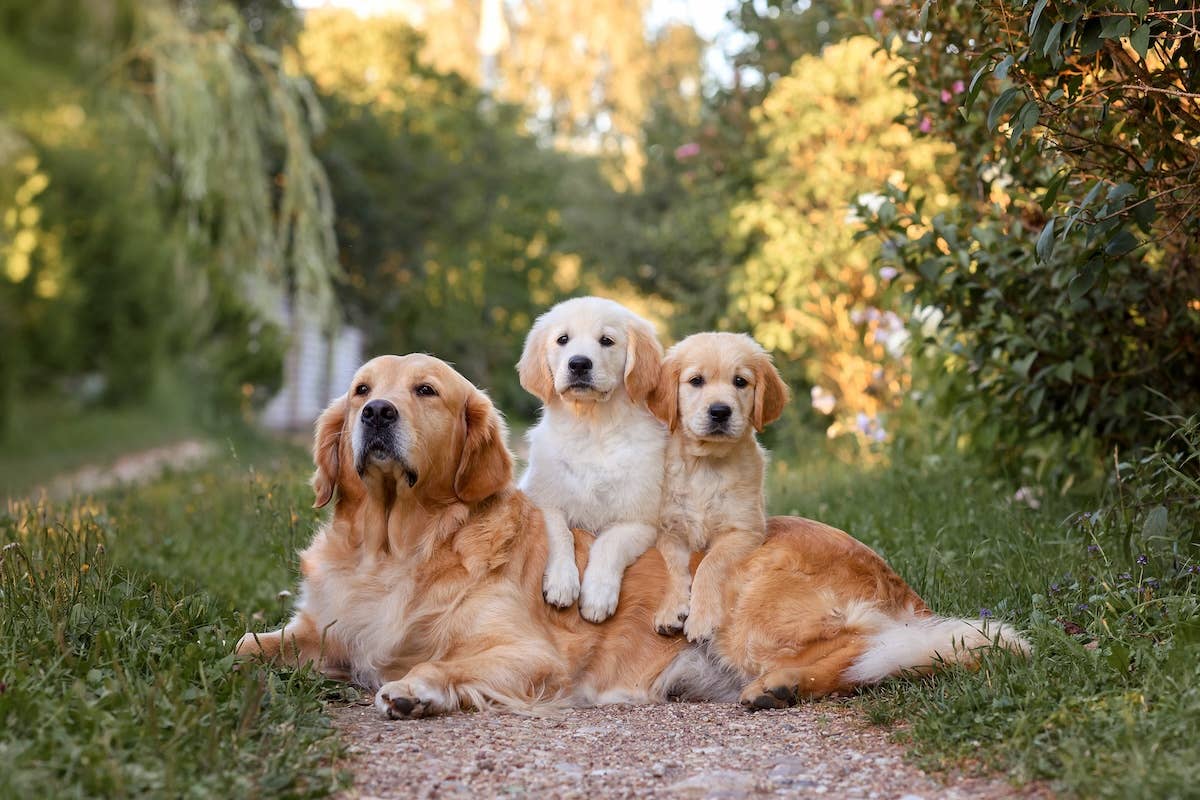 Golden Retriever Puppies ‘Say Goodbye’ to Mama So Sweetly - Parade Pets