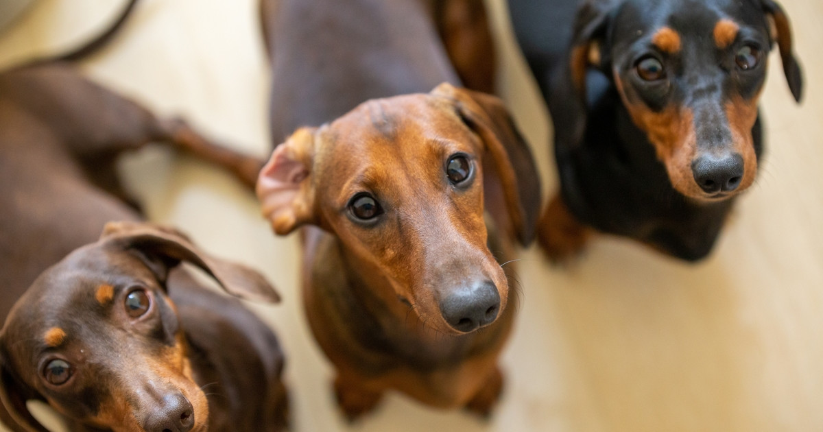 Influencer Halley Kate Serves as Referee With 3 Dachshunds Every ...