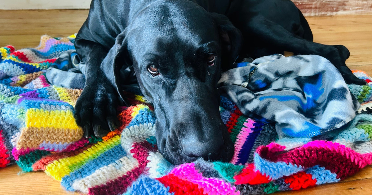 3-Year-Old Hosts Most Charming Sleepover With His Dogs - Parade Pets