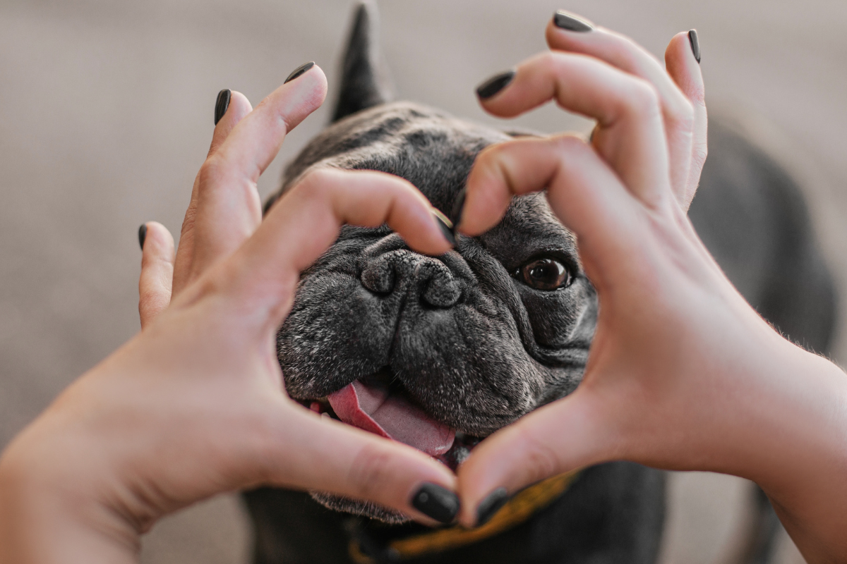 French Bulldog’s Rare Gene Mutation Makes Him Extra Fluffy and Extra ...