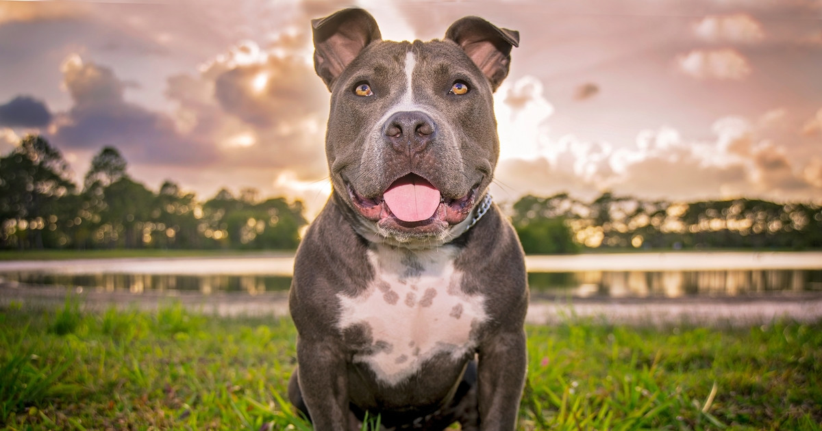 Bully Dog Who Raised Dachshund Makes Sweetest 'Fun Uncle' to Her ...