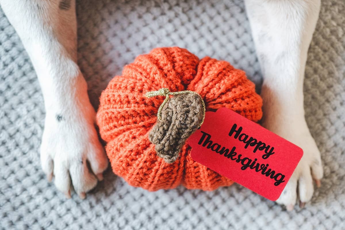 English Bulldogs Dress up as Thanksgiving Pilgrims and It's Even Better ...