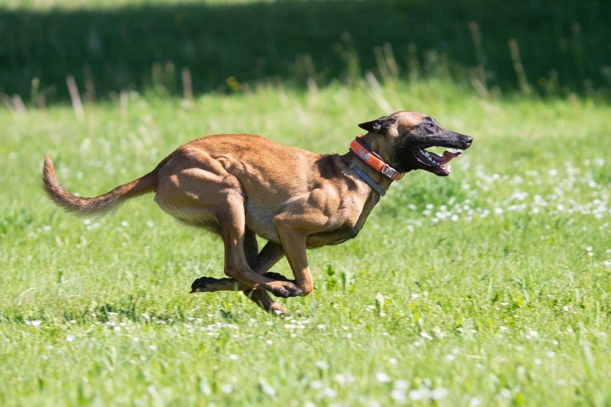 Belgian Malinois Whippet Mix Racing a 4-Wheeler Is in a League of Her ...