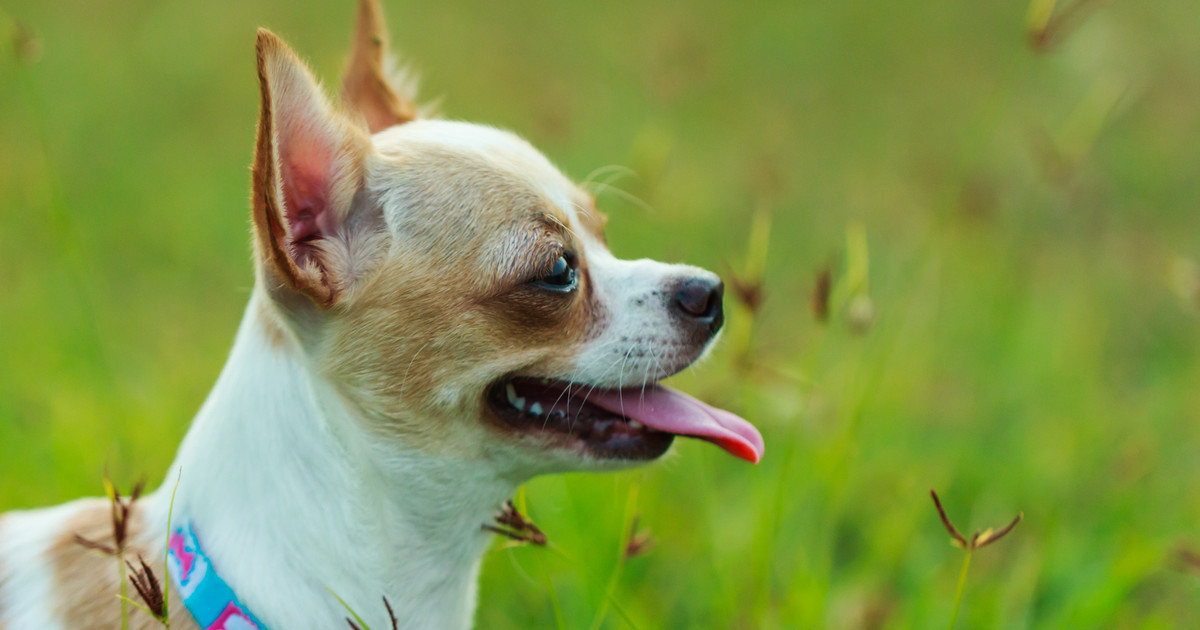 Rescue Dog’s Joyful Tail Wags on Her First Morning Home Will Melt You - Parade Pets