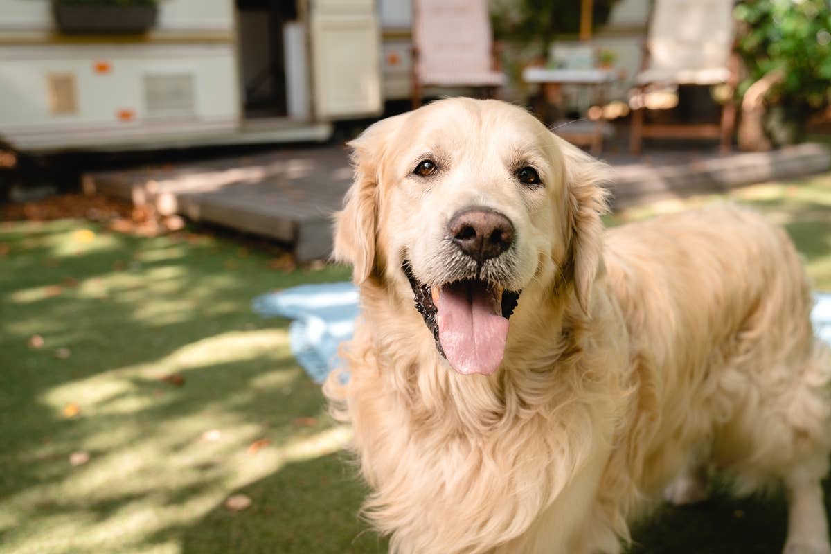 Loving Golden Retriever 'Desperate To Make Friends' Gets the Most ...