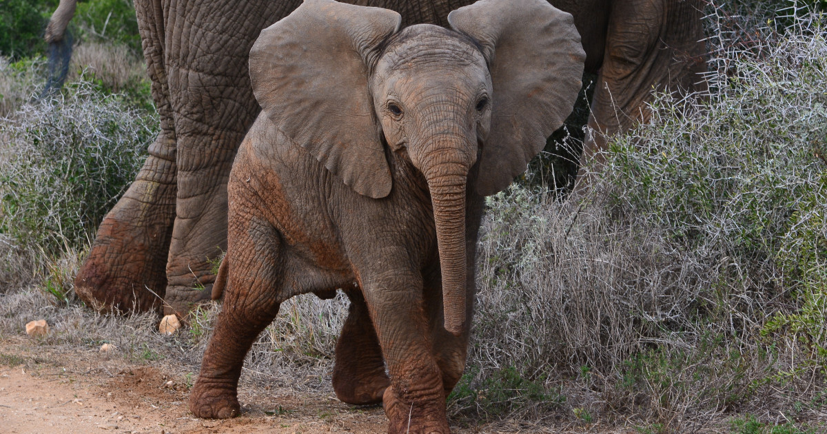 Baby Elephant Returns Handler's Affirmations With Kisses - Parade Pets