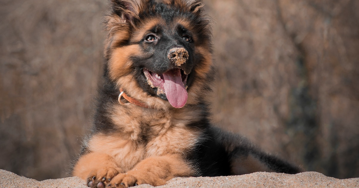 German Shepherd Puppy’s First Beach Visit Is Pure Bliss - Parade Pets