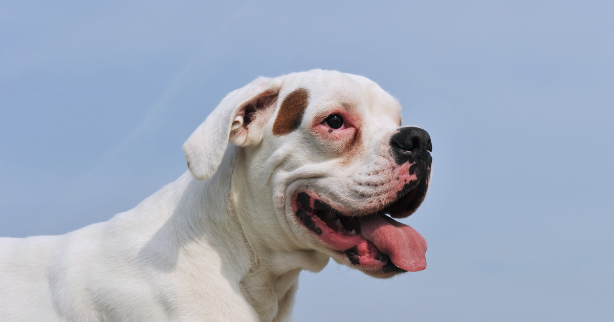 Boxer Lovingly Cuddles Tiny Bunnies Like They're Her Very Own Babies ...