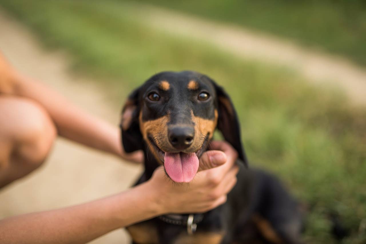 Top 5 Dachshund Breeds Every Wiener Dog Fan Should Know - Parade Pets