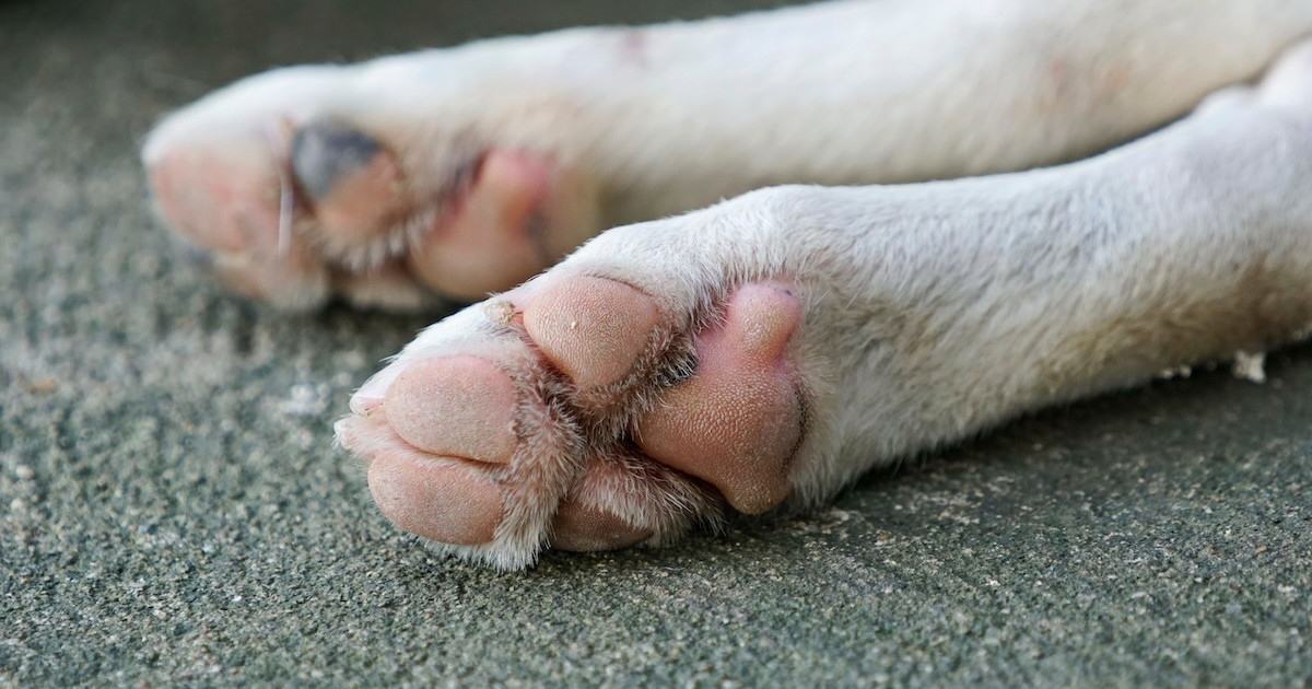 Fluffy French Bulldog Puppy Looks Like the Cutest Little Space Alien We ...