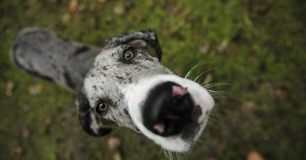 'Happiest' Great Dane Meets Disney's 'Goofy' and What Happens Next Is ...