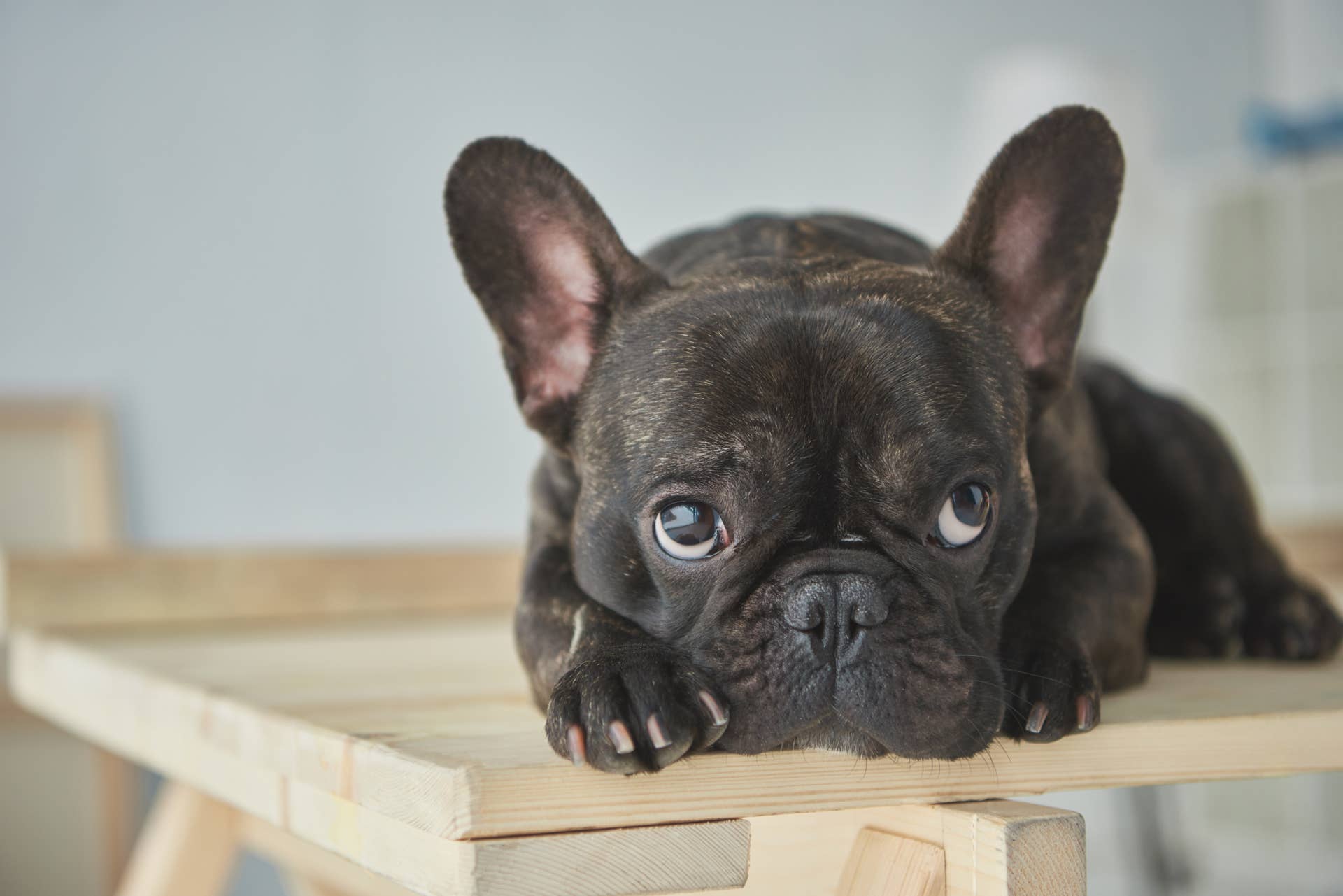 Frenchie in Her Diva Era Presses Button for On-Demand Foot Rubs ...