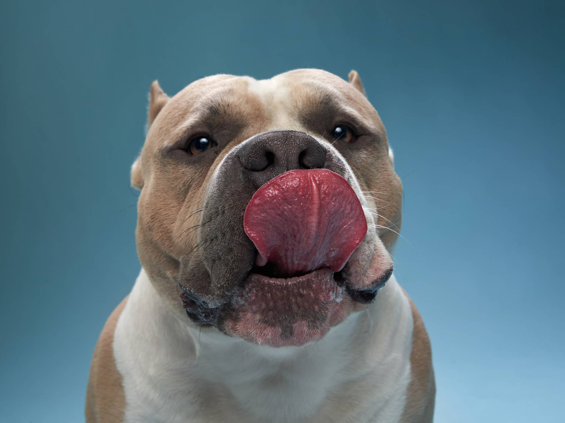 Brutus the Bulldog Is Adorable Playing Dead To Avoid Going Inside ...