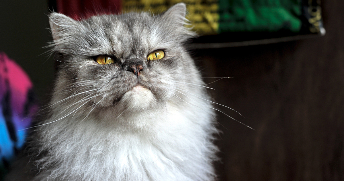 Grumpy Persian Cat Strikes the Perfect Face After Being Woken From a ...