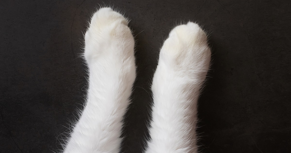 Cat Looks So Much Like a Panda Bear People Can’t Believe He’s Real ...