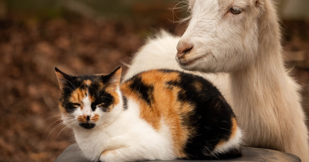 Orange Kitty and Goat Set Up Shop on the Cat Tree - Parade Pets