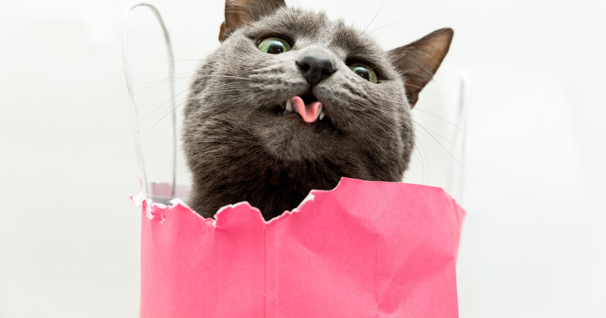 Adoptable Rescue Cat's Adorable Underbite Just Made Her the Talk of the ...