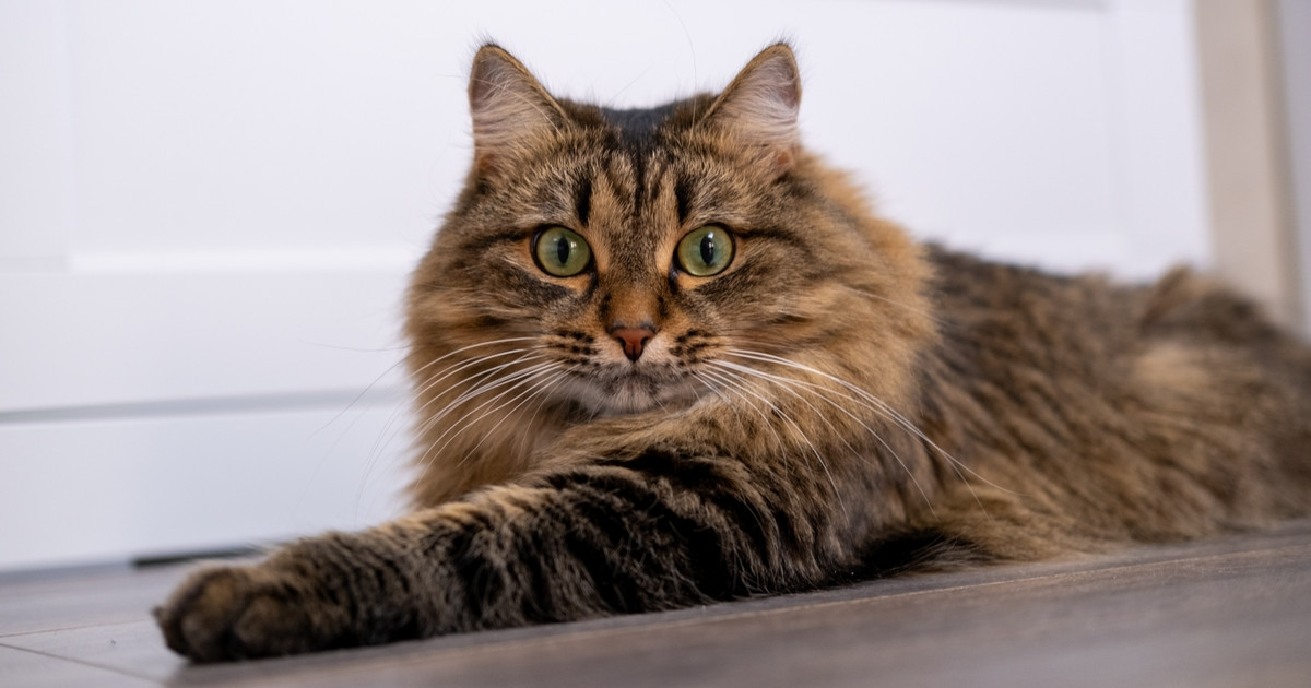 Siberian Cat's Nightly 'Dance-Dance' for Sibling Deserves a Standing ...