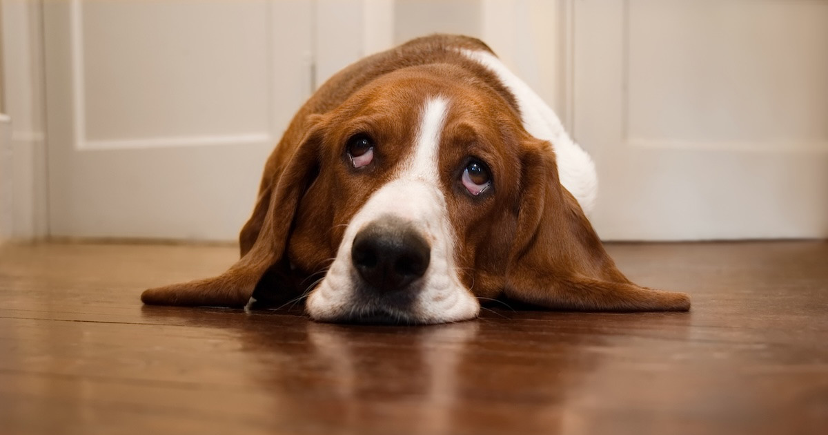 Basset Hound Randomly Wages War on Hair Clips and It’s Hilariously ...