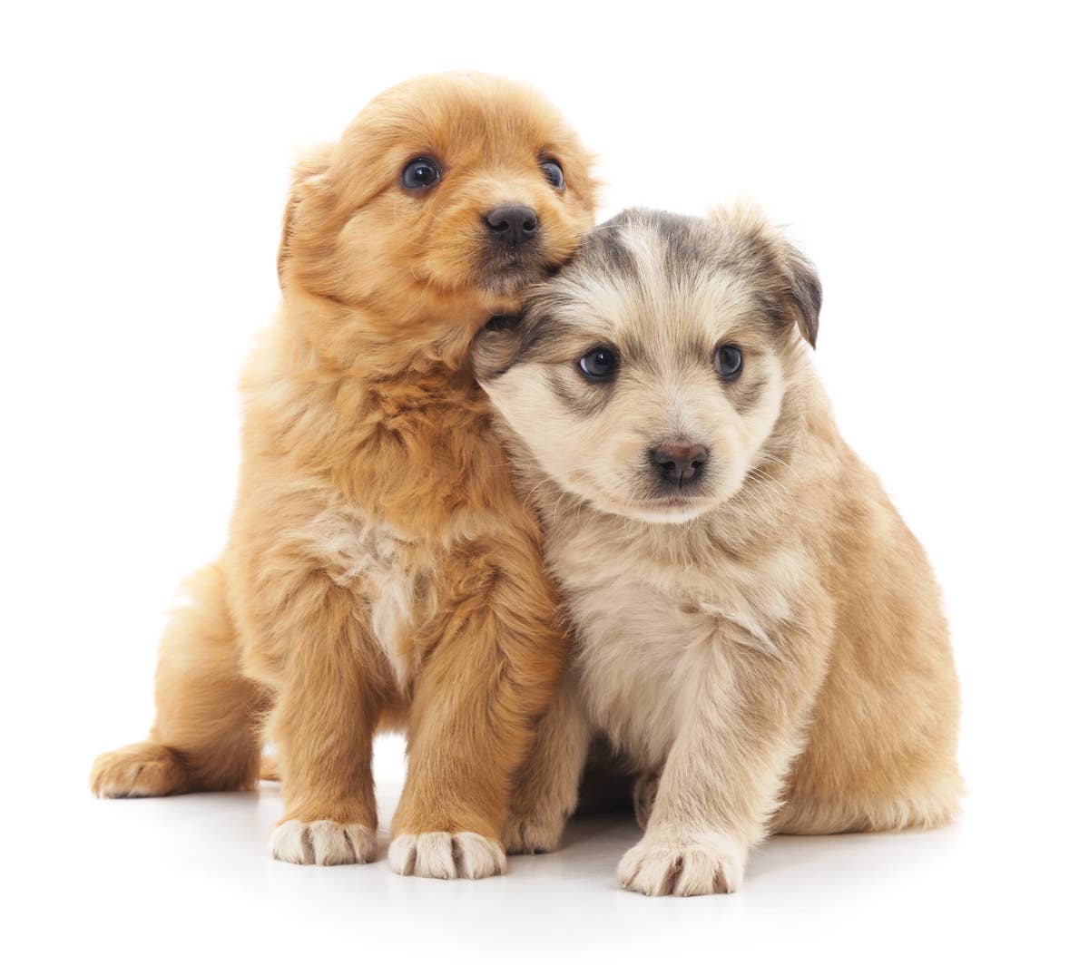 8-Week-Old Mini Aussie Puppy Meets Golden Retriever Pup Cousin for ...