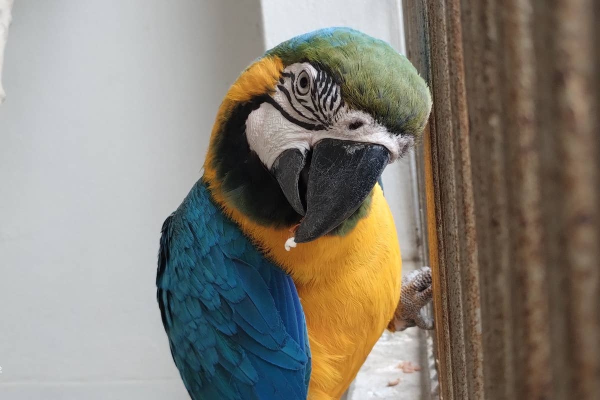 Macaw Who Doesn't Know He's a Bird Has 'Full Convo' About Pretzels Like ...