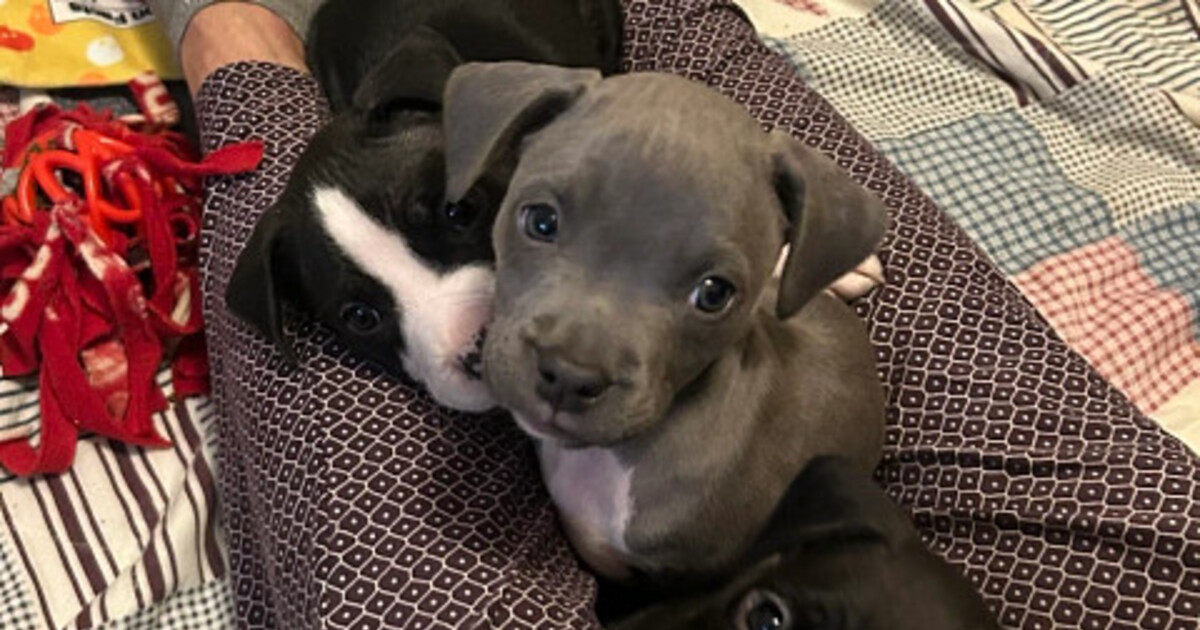 Tiny Runt Puppy Struggling to Thrive Gets Nursed Back to Health By ...