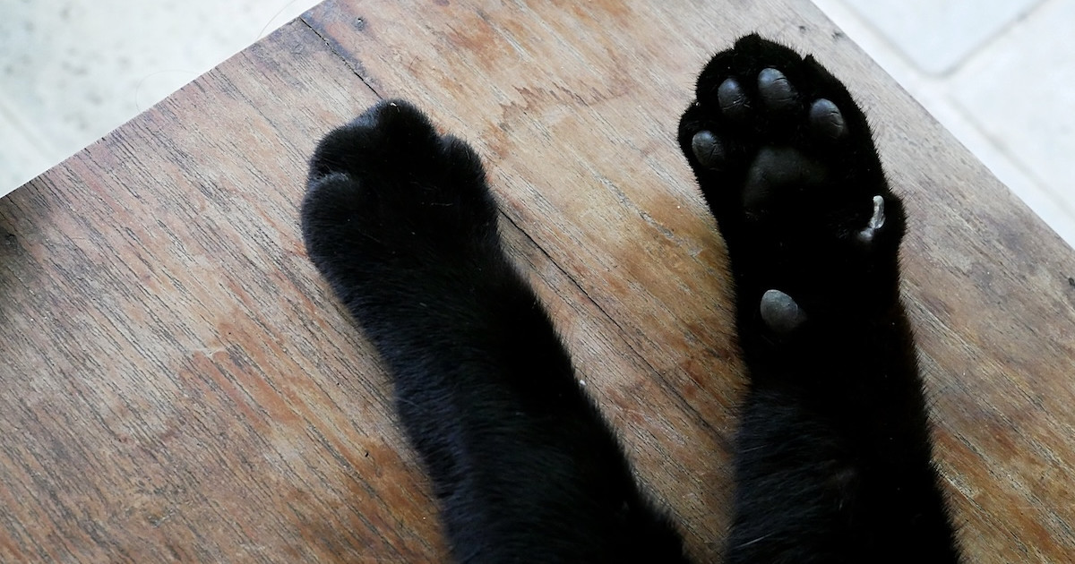 Stunning Black Maine Coon’s Bat Ears Are Truly Breathtaking - Parade Pets