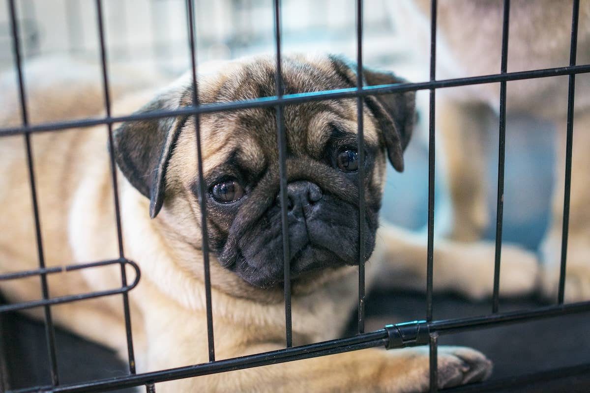 Precious Shelter Pug Named 'Muffin' Will Steal Your Heart - Parade Pets