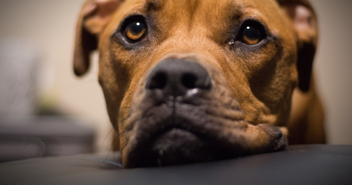 Sweetest Pit Bull Named ‘Milk Dud’ Is Too Cute To Pass Up - Parade Pets
