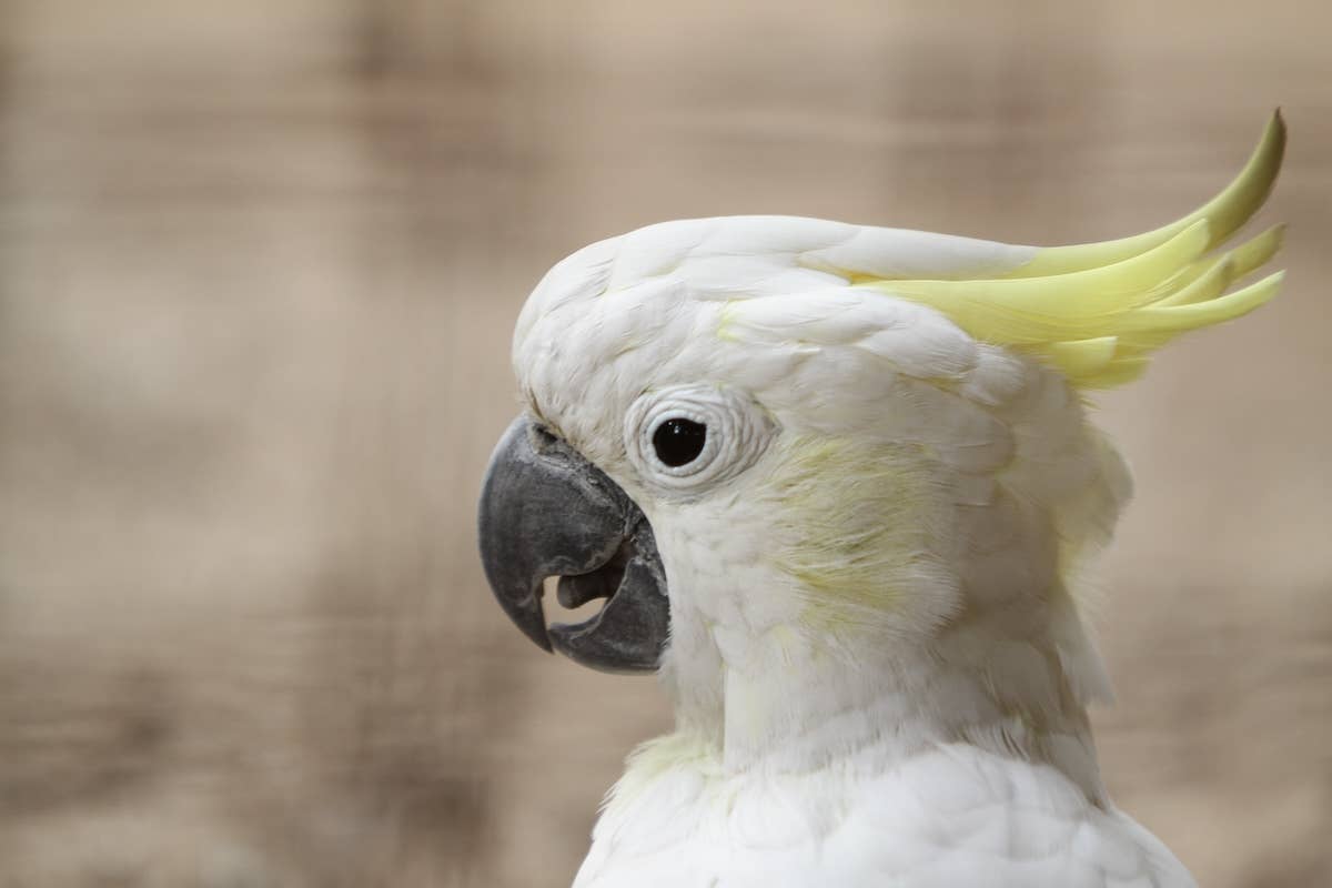 Cockatoo Treats Jacuzzi As Personal Bath Tub Like a King - Parade Pets
