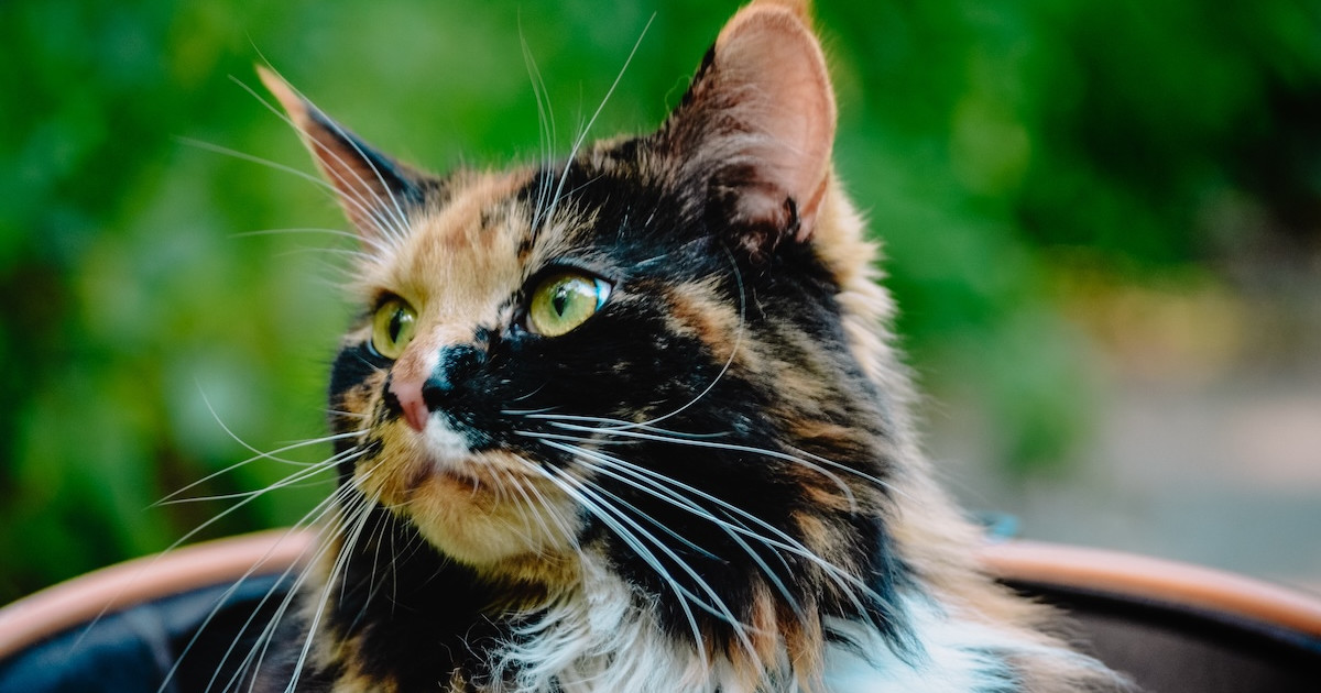 Beautiful Calico Maine Coon Cat’s Morning Pets Will Make Everyone’s Day ...
