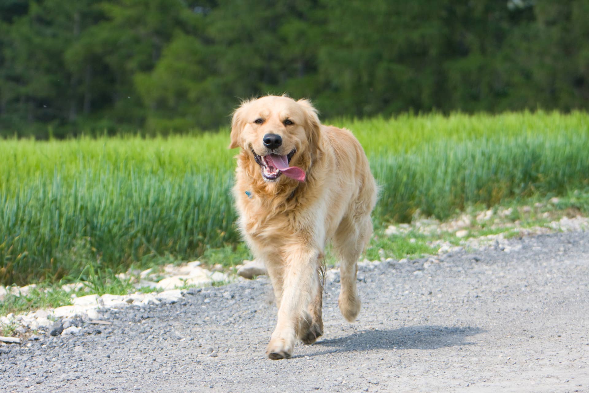 Golden Retriever Proudly Shows Off His Street ‘Treasure’ to a Cheering ...