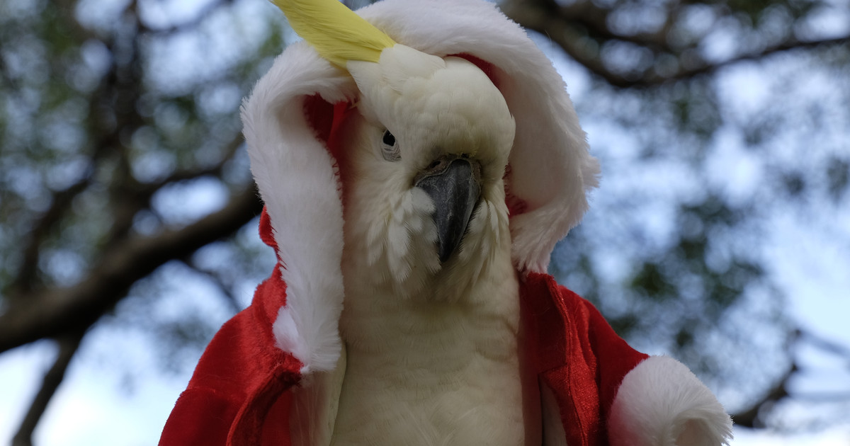Cockatoo Goes To Meet Santa and Reacts With the Cutest, 'Nope, Not ...