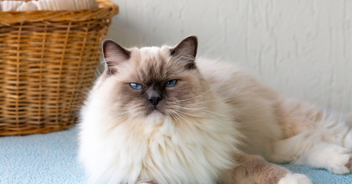 Ragdoll Cat With Furry Face of 'Vengeance' Has Epic Stare Down With Mom ...