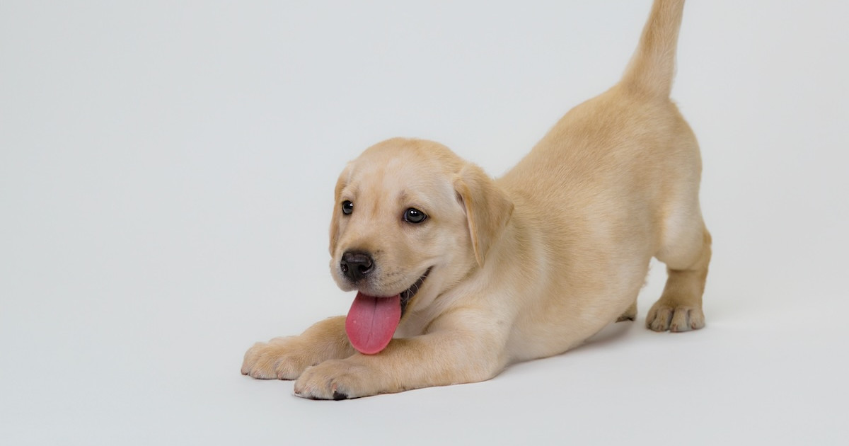 Ragdoll Kitten Becomes the Cutest Babysitter for Golden Retriever ...