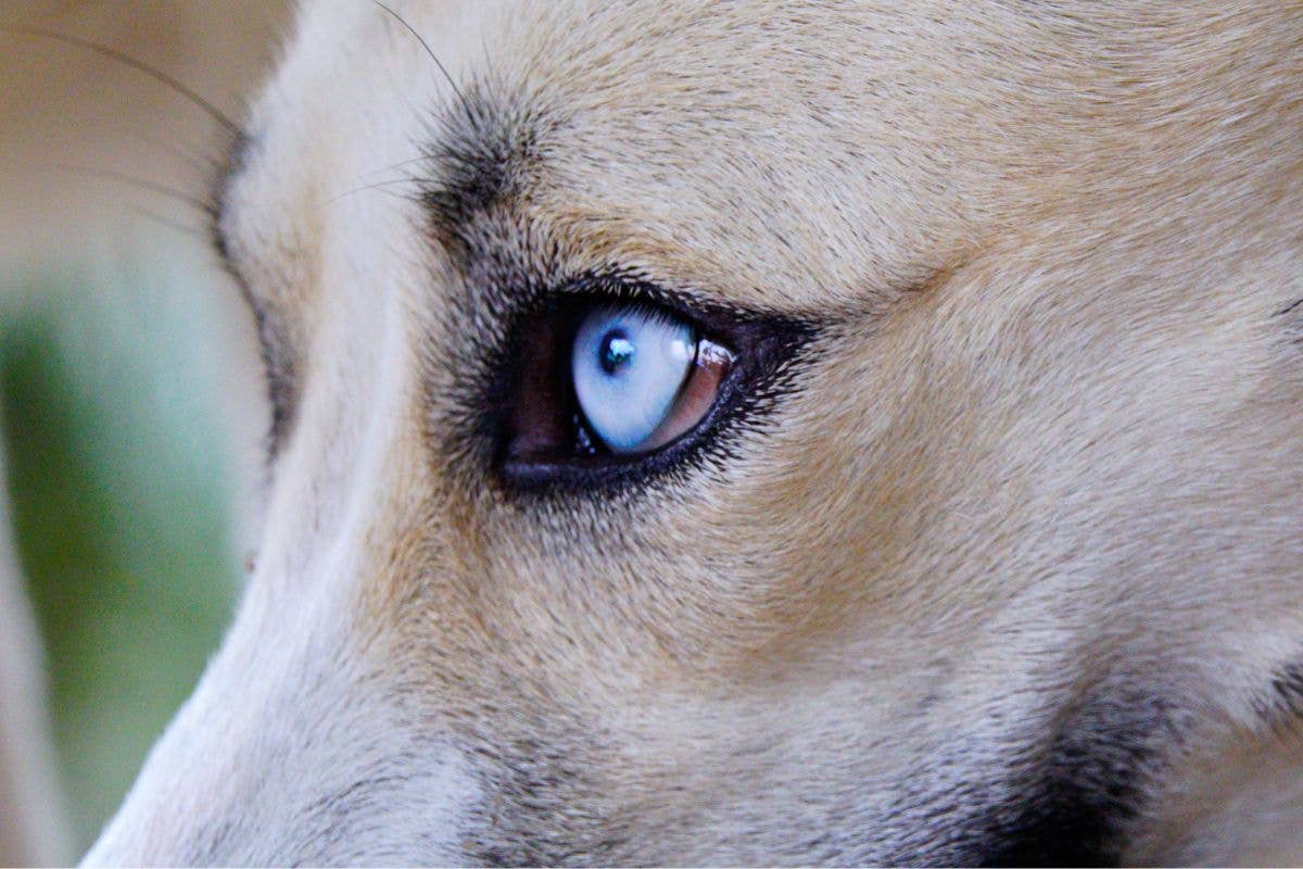 Rare Dog Breed's Striking Blue Eyes Are Impossible To Look Away From ...