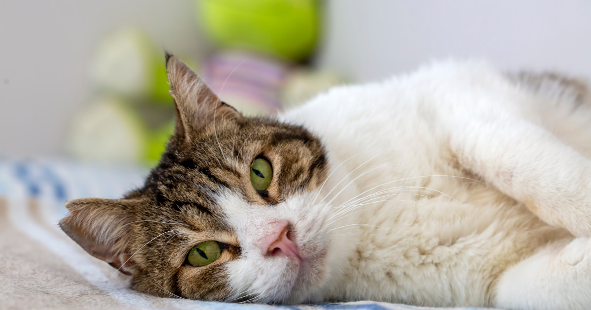 Senior Cat Unimpressed With Baby Goat Isn't Afraid to Show It - Parade Pets