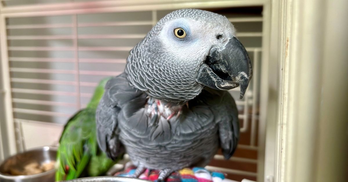 'Menace' African Grey Parrot Controls Alexa for Impromptu Dance Break ...