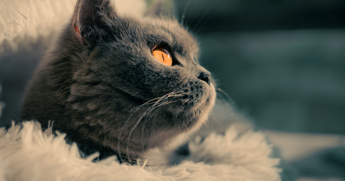 British Shorthair Cat’s Focus on Lion Documentary Is Equal Parts Cute ...