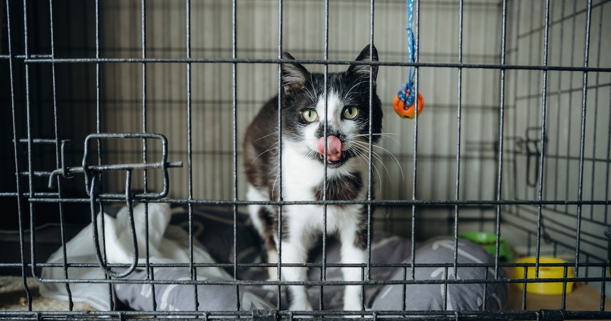 Spicy Shelter Cat Turns Into Total Puddle When He's Loved - Parade Pets