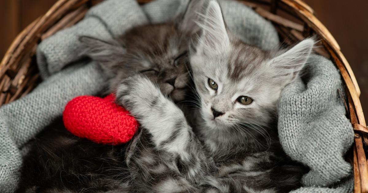 Maine Coon Kittens' Litter Box Cuddle Puddle Looks Like the Cutest ...