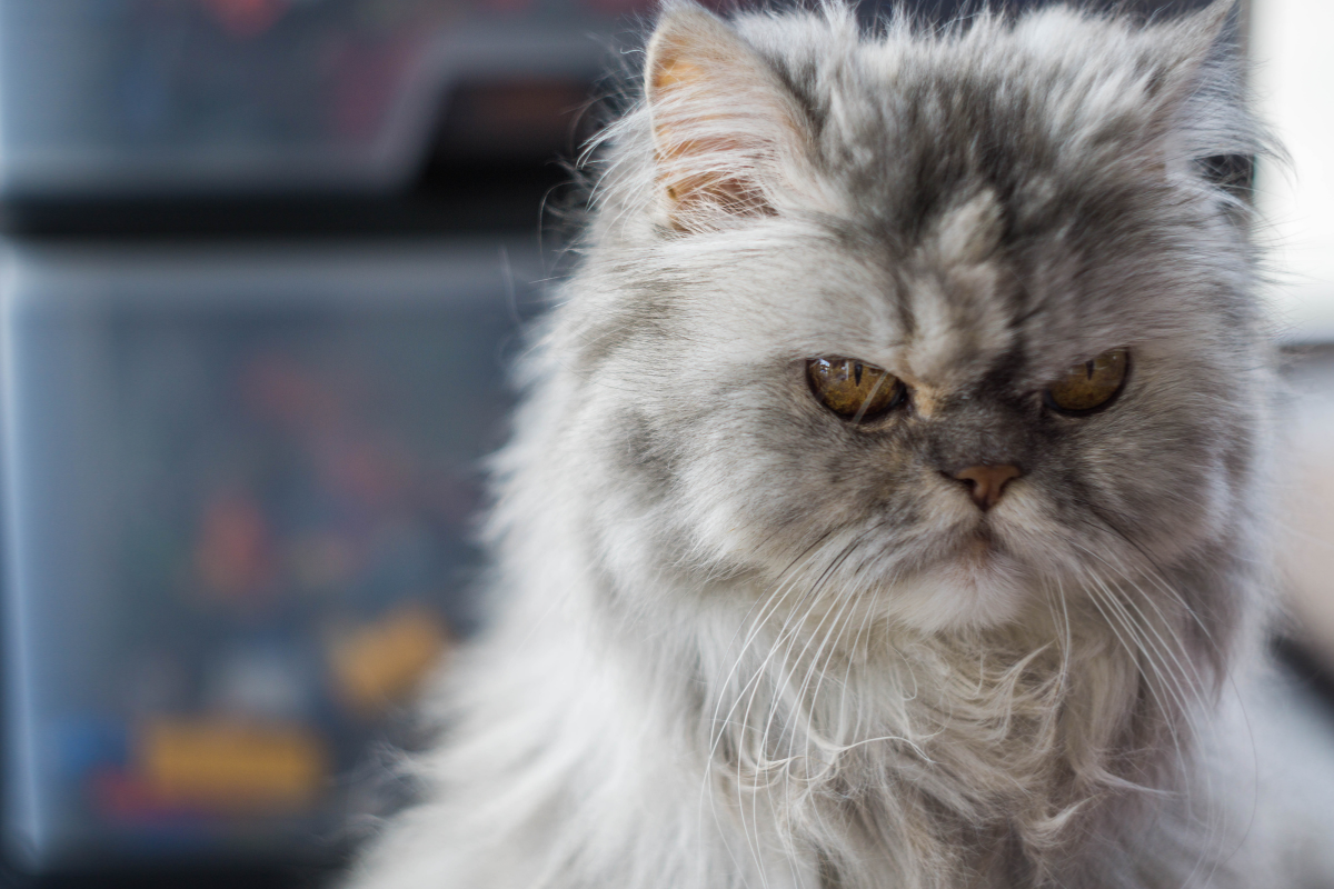 Grumpy Persian Cat Is Not Feeling the Christmas Spirit at All - Parade Pets