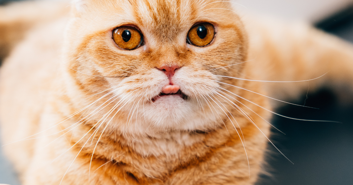 Scottish Fold Cat Tries To Act Casual After Being Caught Red-Pawed ...