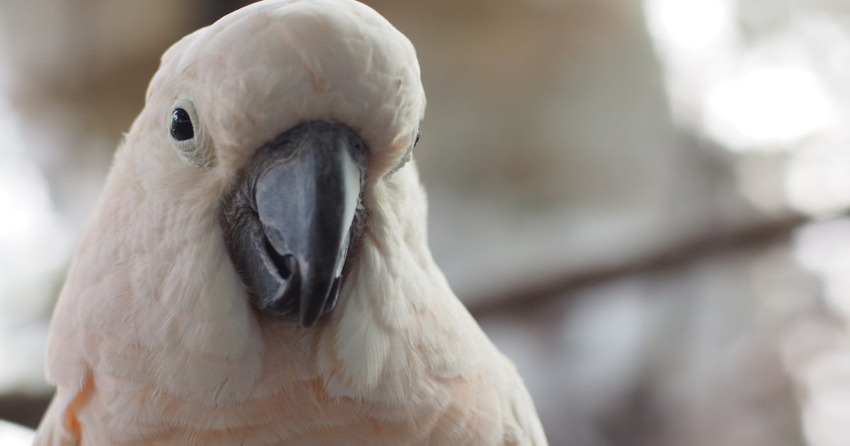 Ultra-Bad Boy Cockatoo Shatters TV and Has Zero Regrets - Parade Pets