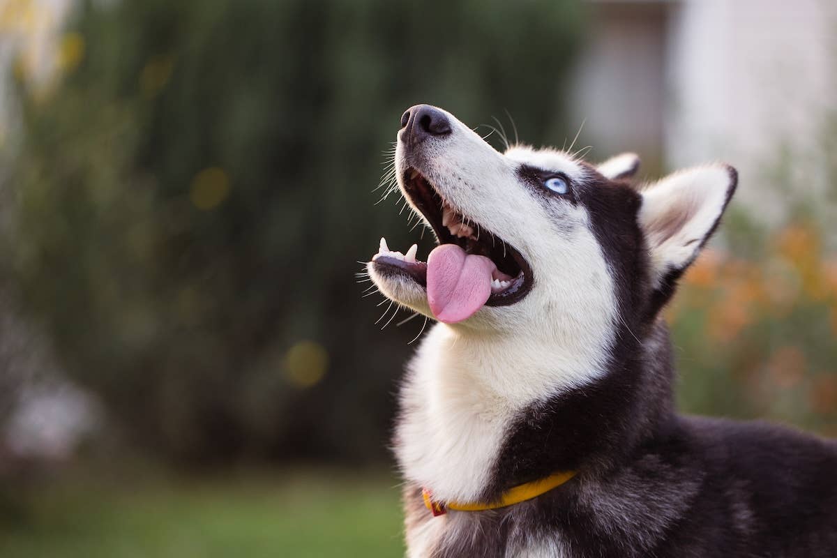 Handsome Husky’s ‘Bald Spot’ Has the World Giggling - Parade Pets