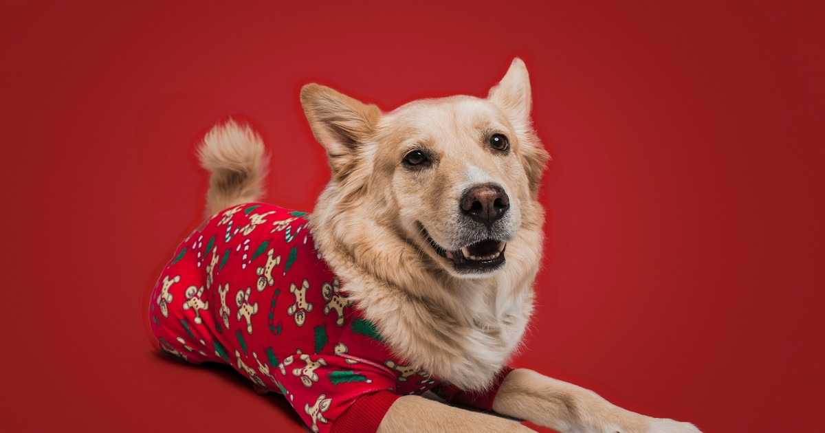 Rescue Golden Retriever Mix's First Time Opening Christmas Gifts Tugs ...