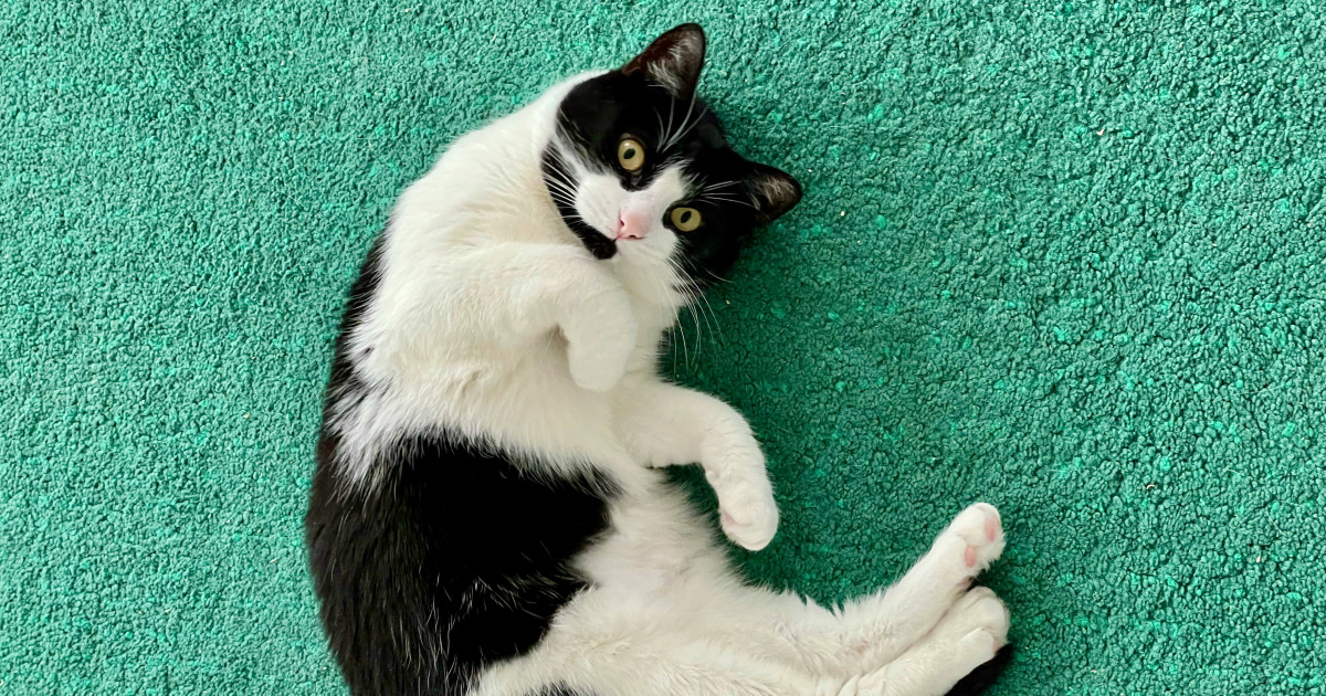 Tuxedo Cat Fakes an Injury To Score Whipped Cream Like a True ...