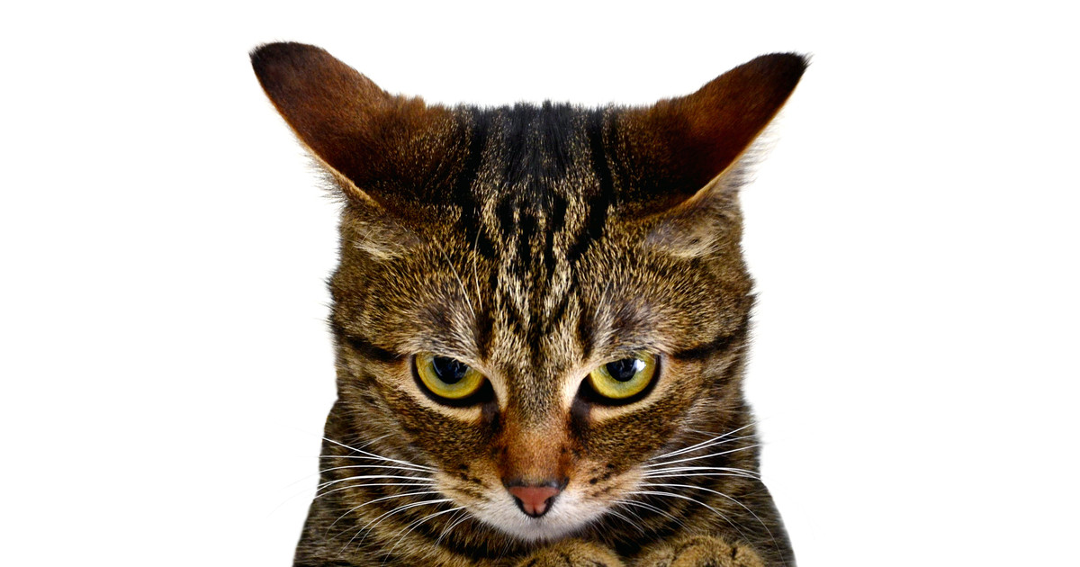 Tabby Cat Who Wants Mom off 'His' Furniture Channels Inner Bad Boy To ...