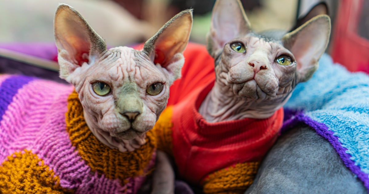 Sphynx Cats' Funny 'Boxing' Match Has Internet Cracking Up - Parade Pets